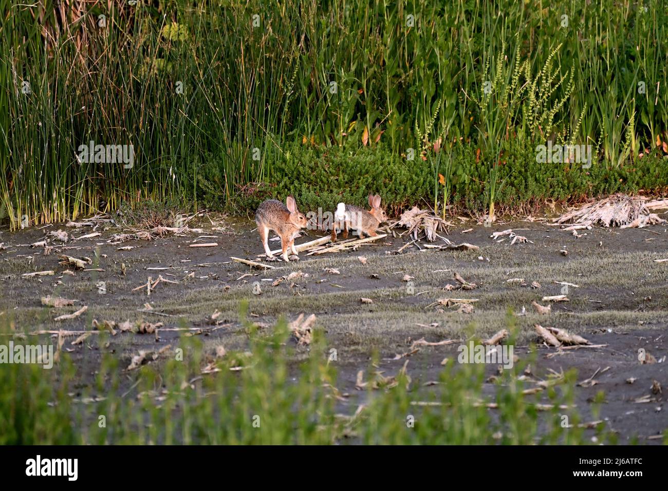 The black-tailed jackrabbit - Lepus californicus Stock Photo - Alamy