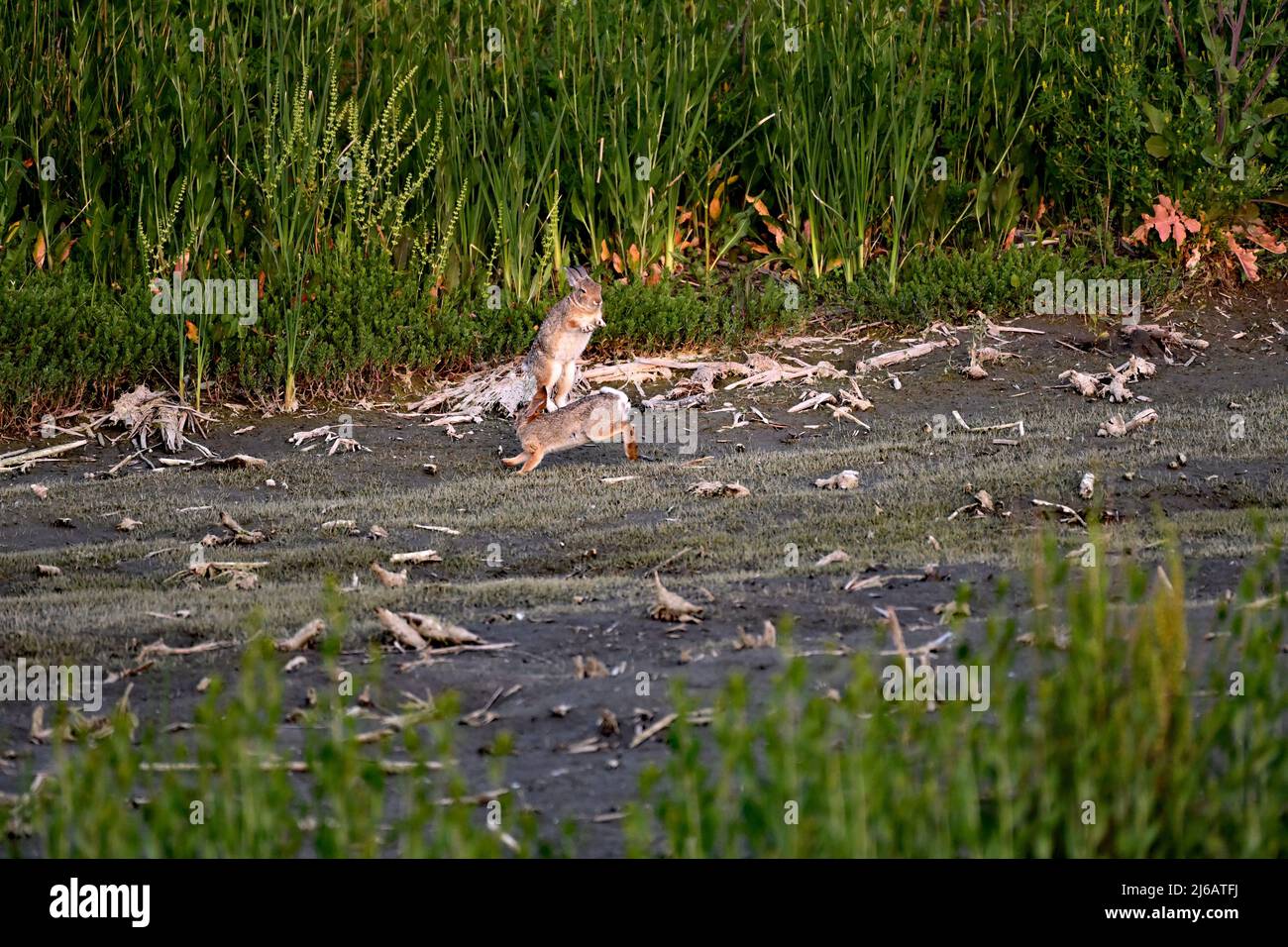 The black-tailed jackrabbit - Lepus californicus Stock Photo - Alamy
