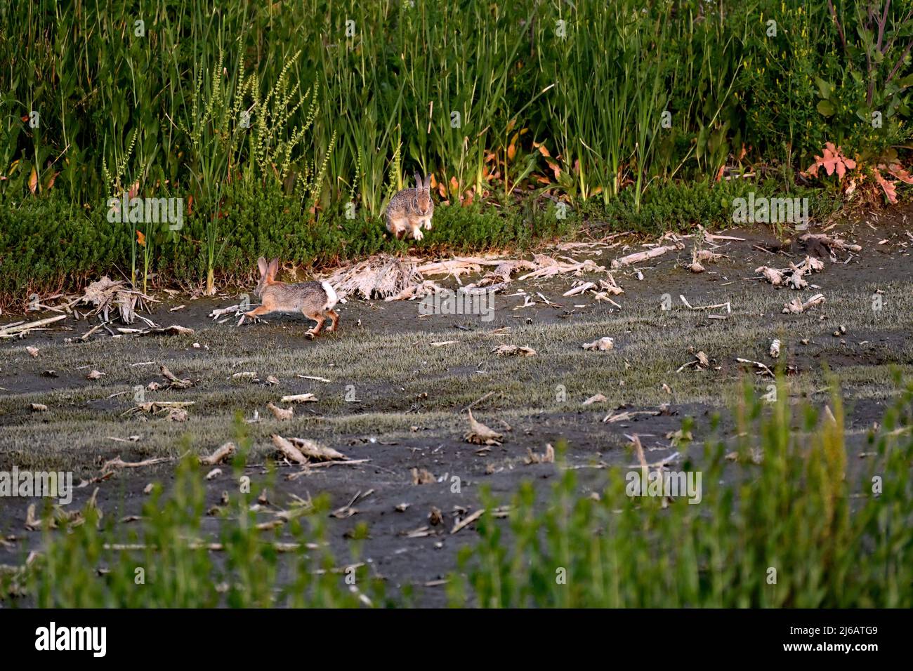 The black-tailed jackrabbit - Lepus californicus Stock Photo - Alamy