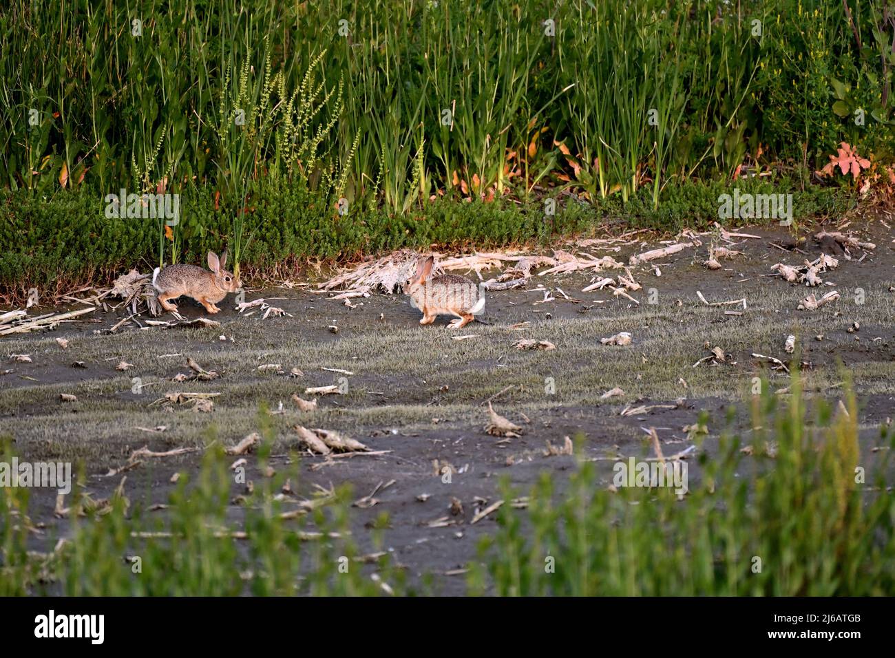 The black-tailed jackrabbit - Lepus californicus Stock Photo - Alamy