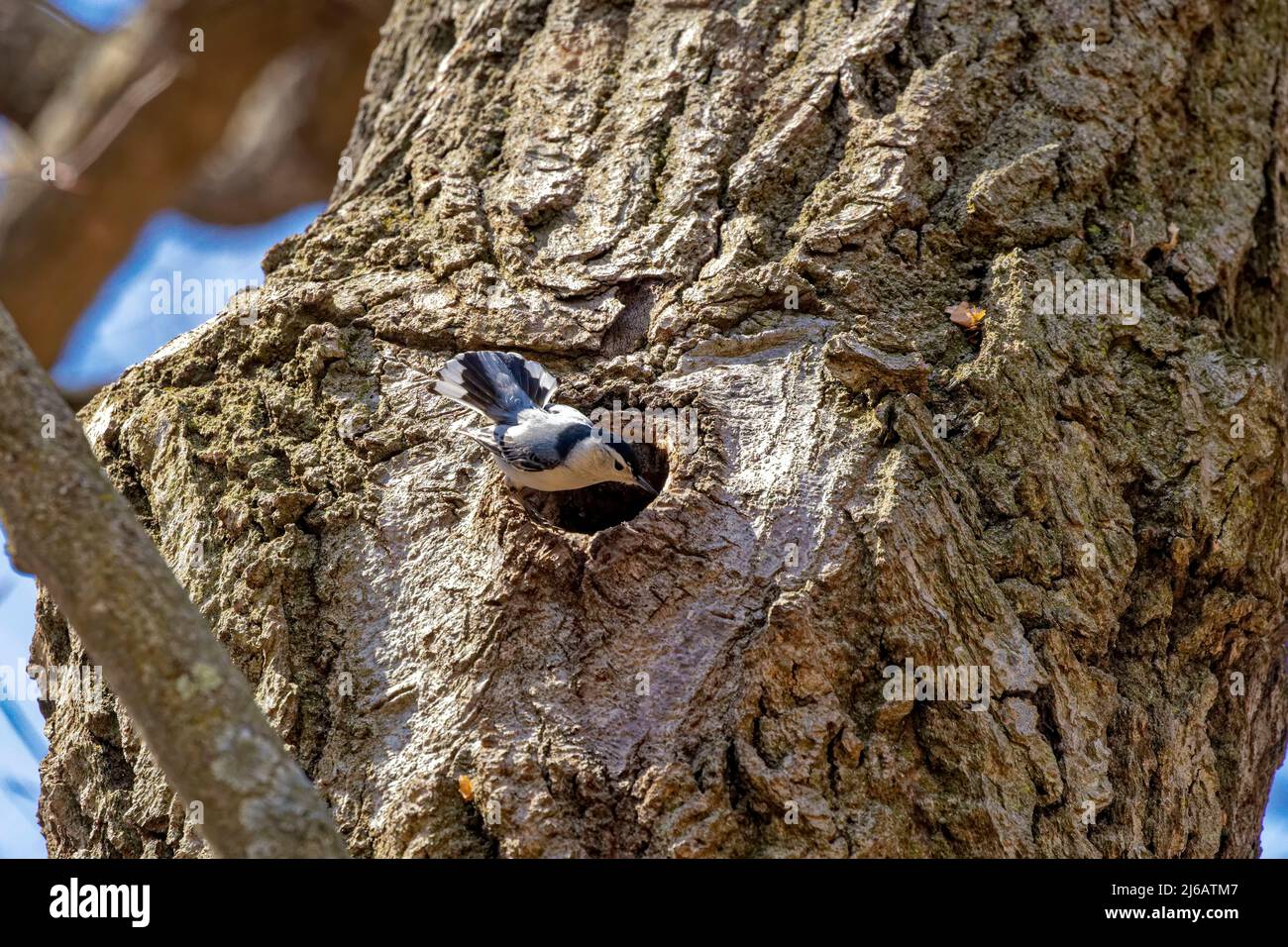 The white-breasted nuthatch (Sitta carolinensis), at the nesting cavity ...