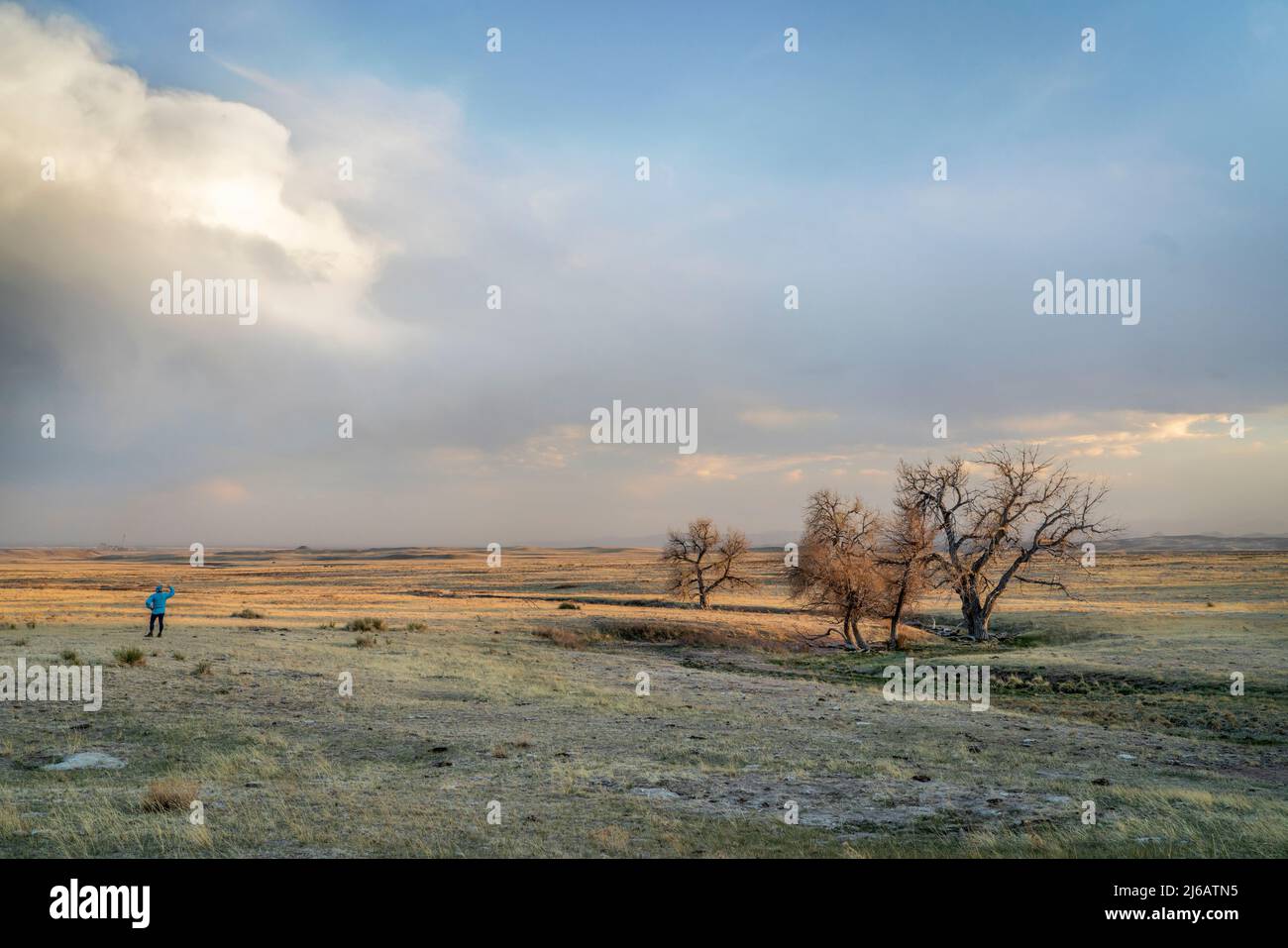 prairie in northern Colorado at early spring sunset with a lonely male ...