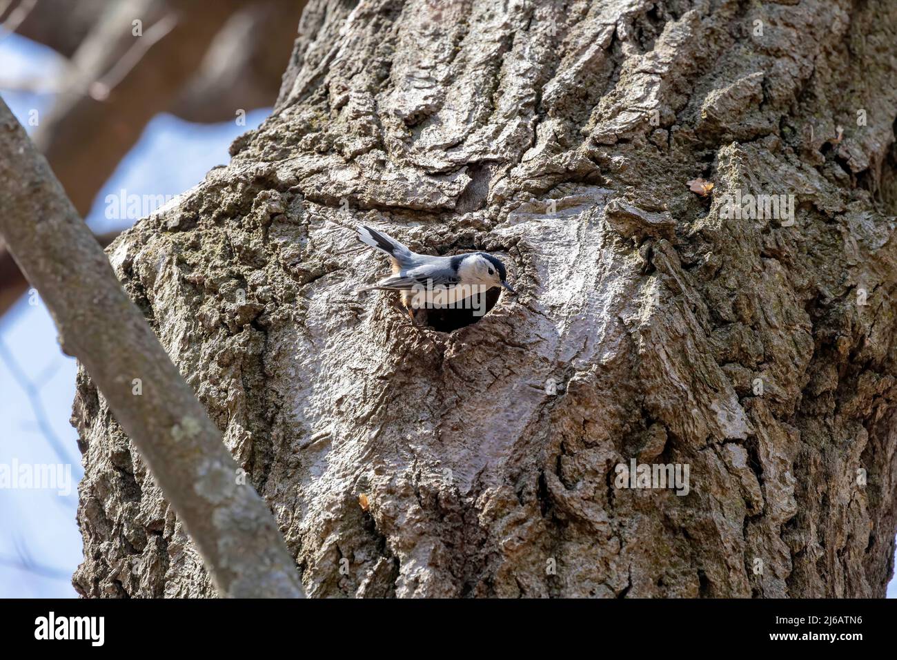The white-breasted nuthatch (Sitta carolinensis), at the nesting cavity ...