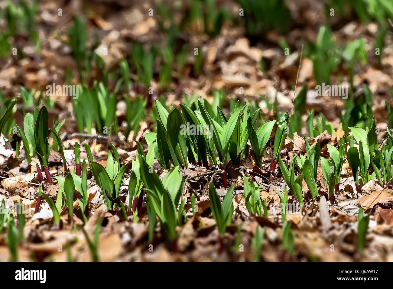Wild Ramps - wild garlic ( Allium tricoccum), commonly known as ramp ...