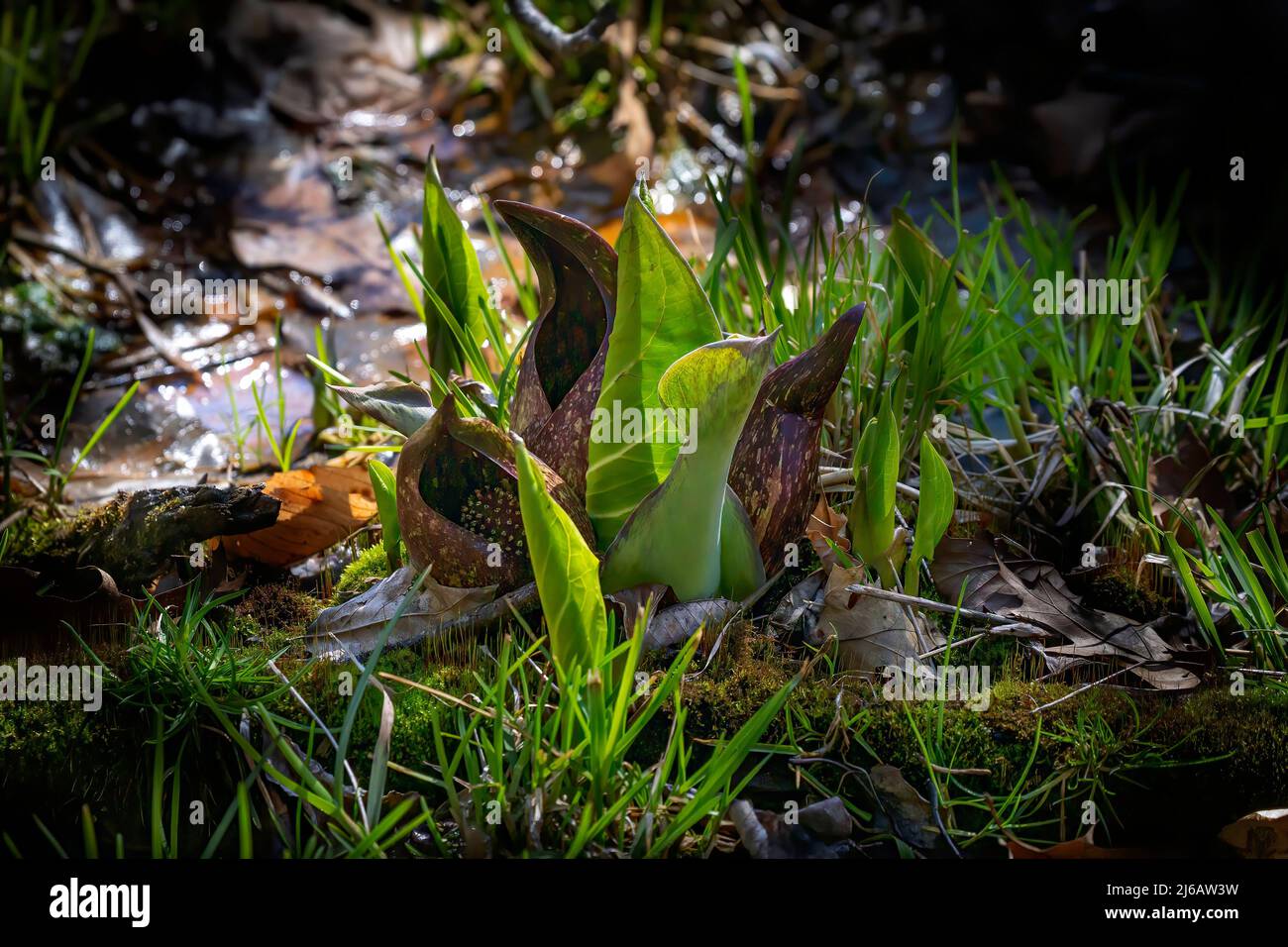 Skunk cabbage (Symplocarpus foetidus) is one of the first native plants ...