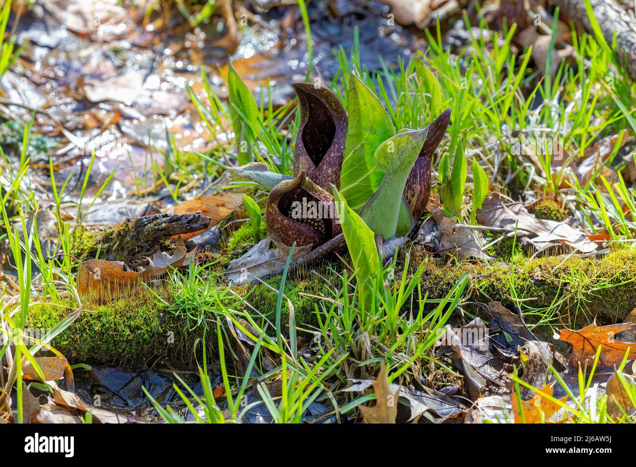 Skunk cabbage (Symplocarpus foetidus) is one of the first native plants ...