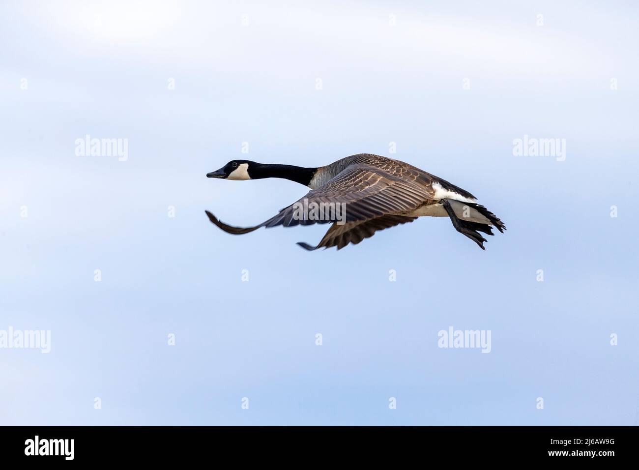 Canada goose (Branta canadensis) in flight. Natural scene from ...