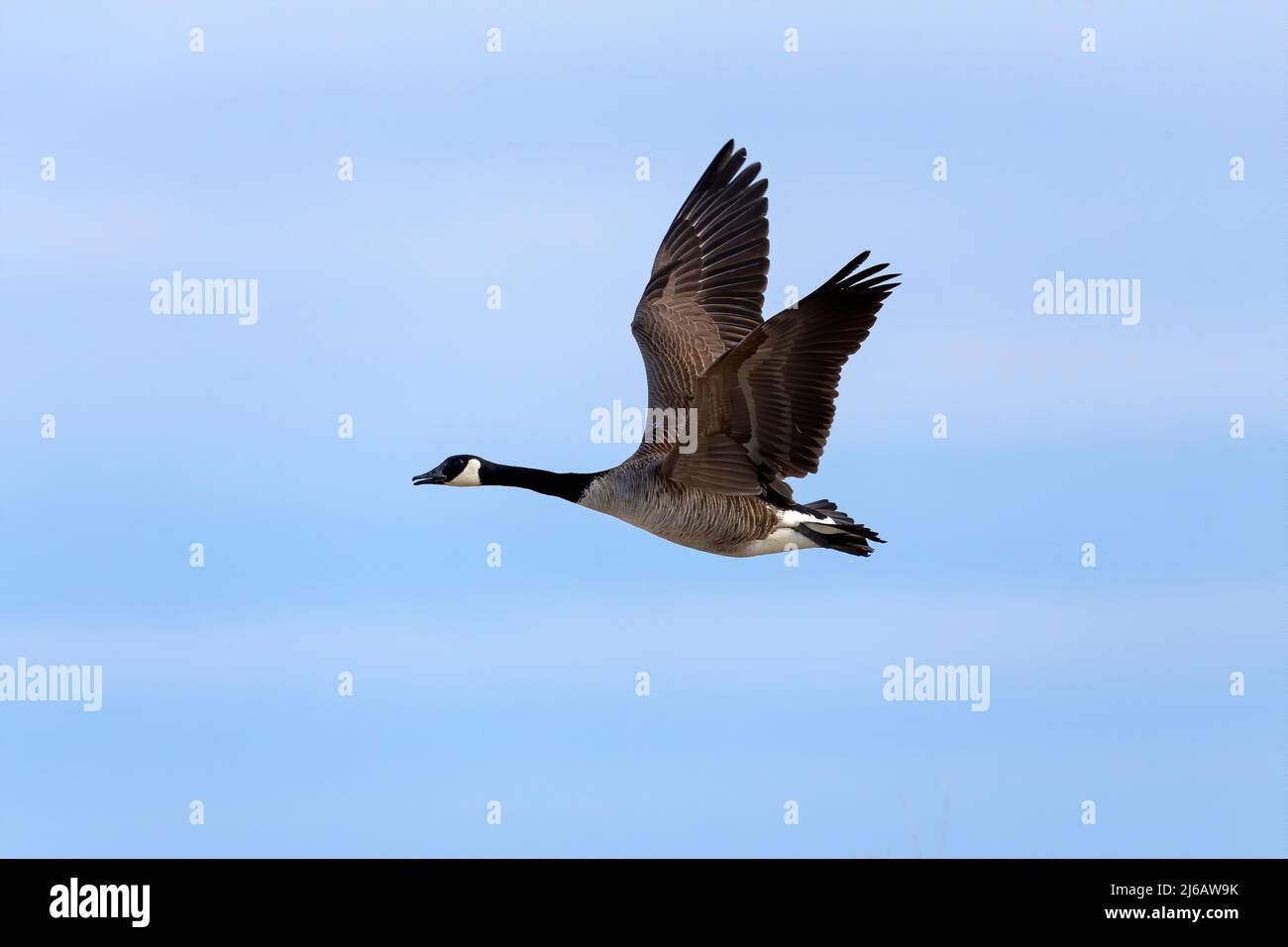 Canada goose (Branta canadensis) in flight. Natural scene from ...