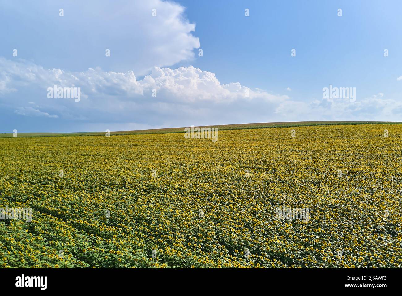 Aerial view of big agricultural farm field with growing sunflower ...