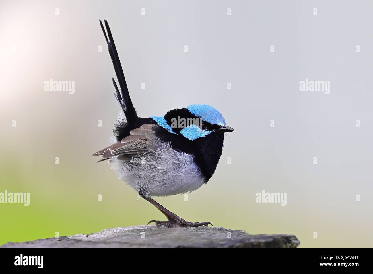 Male Superb Fairy Wren (Malurus cyaneus Stock Photo - Alamy
