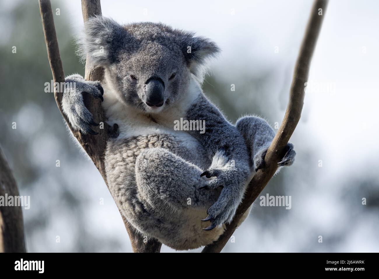 Captive Koala perched high in tree (Phascolarctos cinereus Stock Photo ...