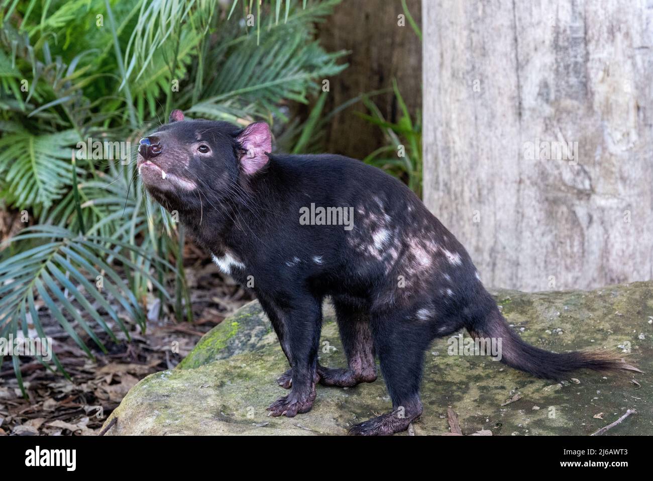 Tasmanian Devil photographed in an Australian Zoo (Sarcophilus harrisii ...