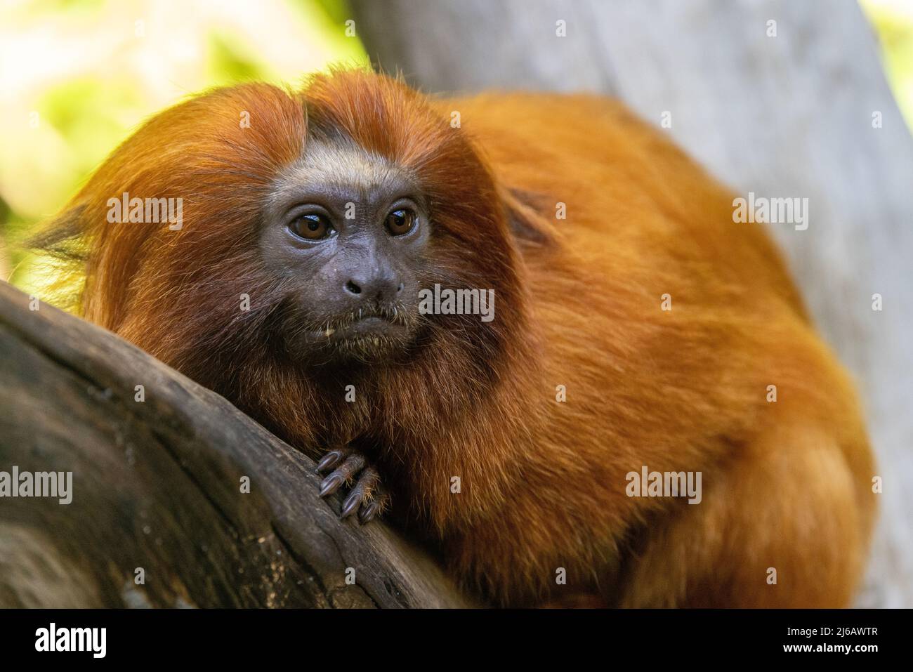 Golden Lion Tamarin Monkey in captivity (Leontopithecus rosalia Stock ...