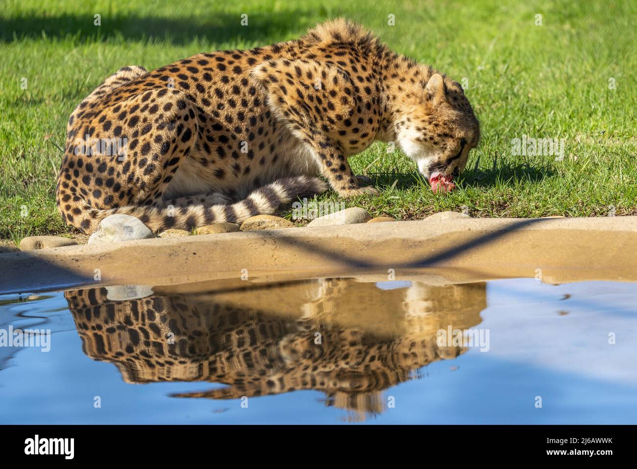 Captive Cheetah feeding on meat in an Australian Zoo (Acinonyx jubatus ...