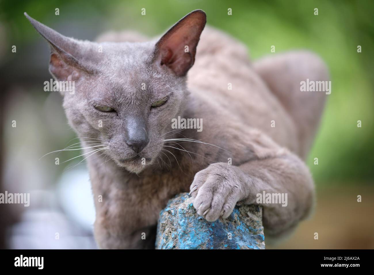 Egyptian stray cat hi-res stock photography and images - Alamy