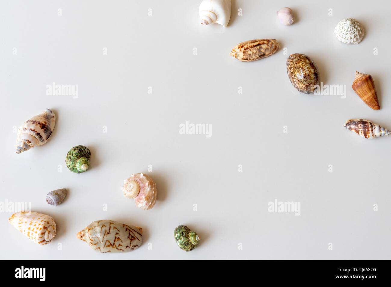 Seashells collection on a white isolated background with copy space ...