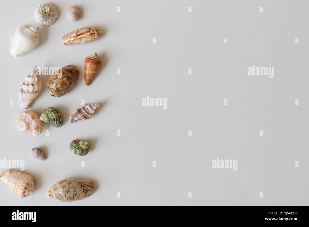Seashells as background with blank space Stock Photo - Alamy