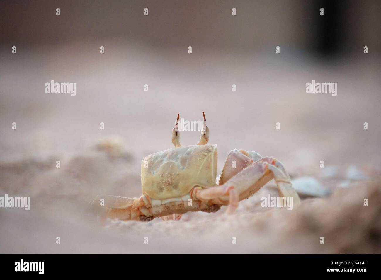 Close up of wild crab hiding in sand hole on sea beach Stock Photo - Alamy