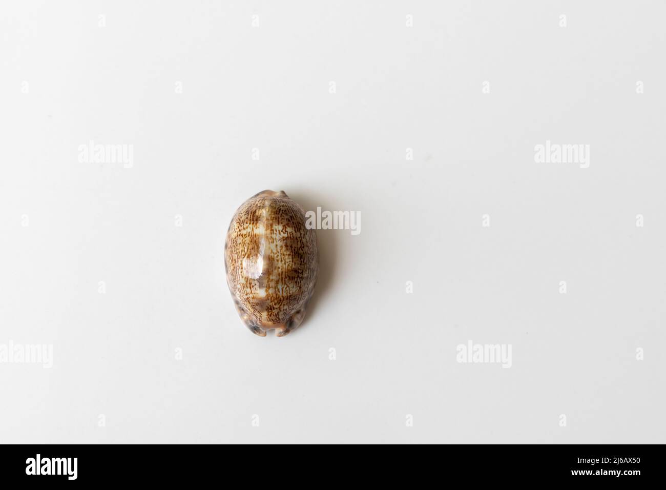 Brown seashell on a white background Stock Photo - Alamy