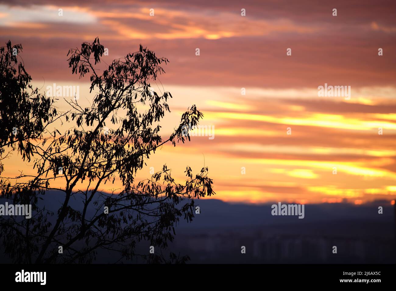 Dark foliage of small trees and bush against bright colorful sunset sky ...