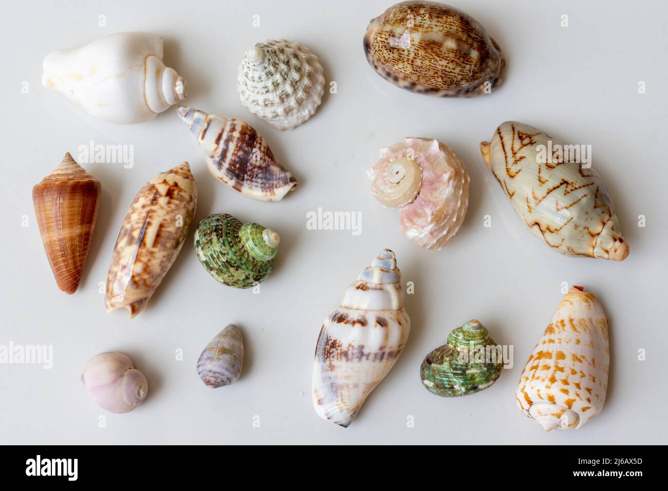 Seashells of various shapes and types on white isolated background ...