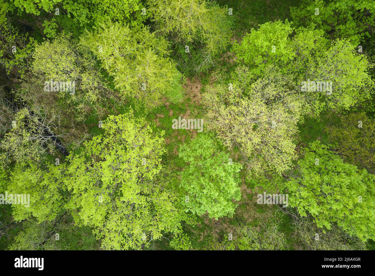 Top down flat aerial view of dark lush forest with green trees canopies ...