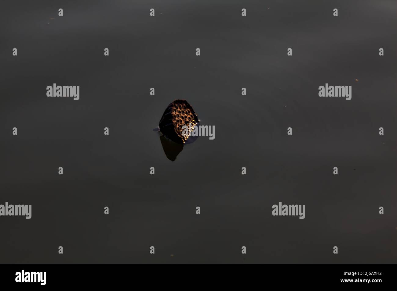 Dry lotus root floating on a lake at sunset Stock Photo - Alamy