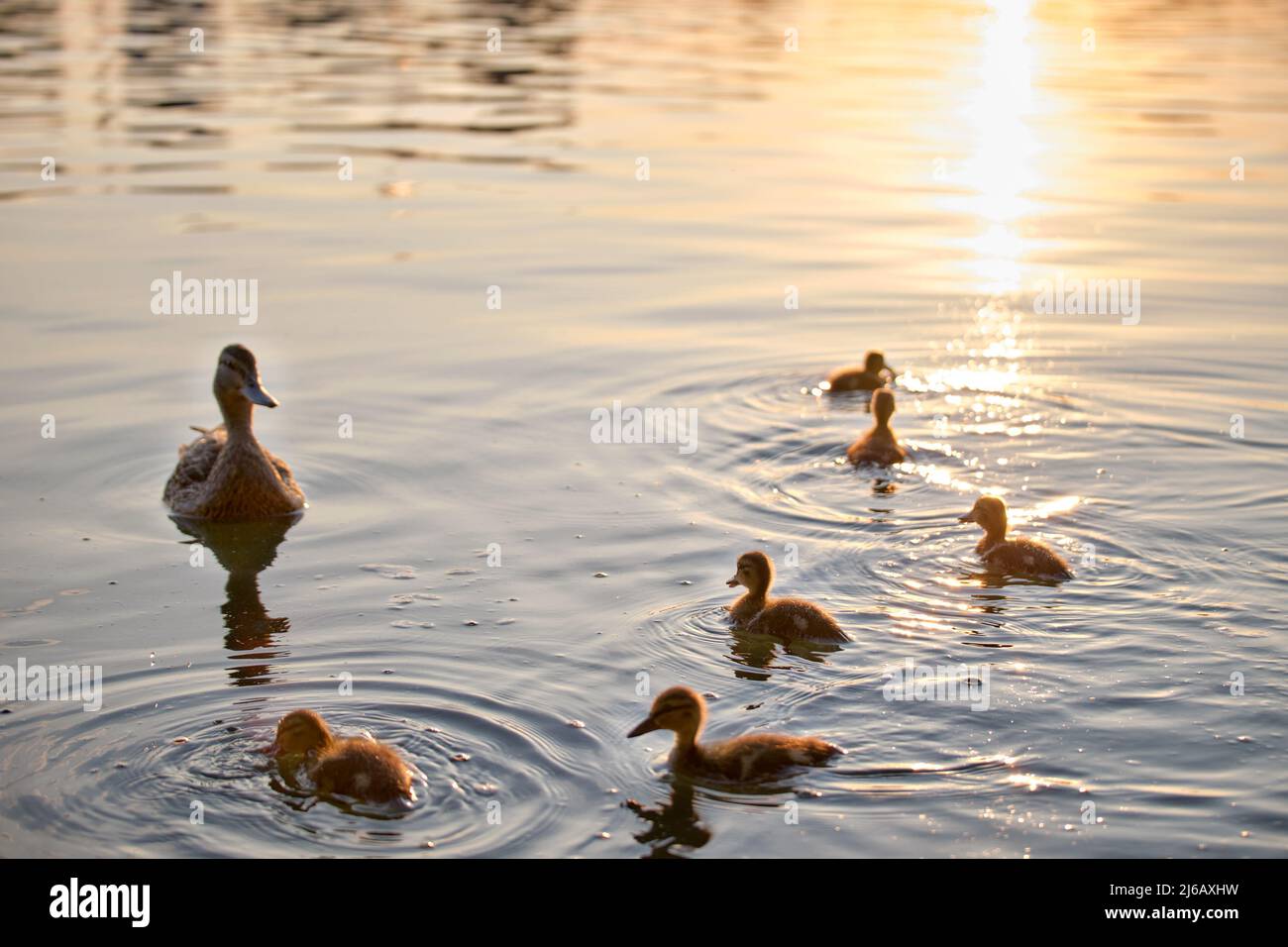 Wild duck family of mother bird and her chicks swimming on lake water ...