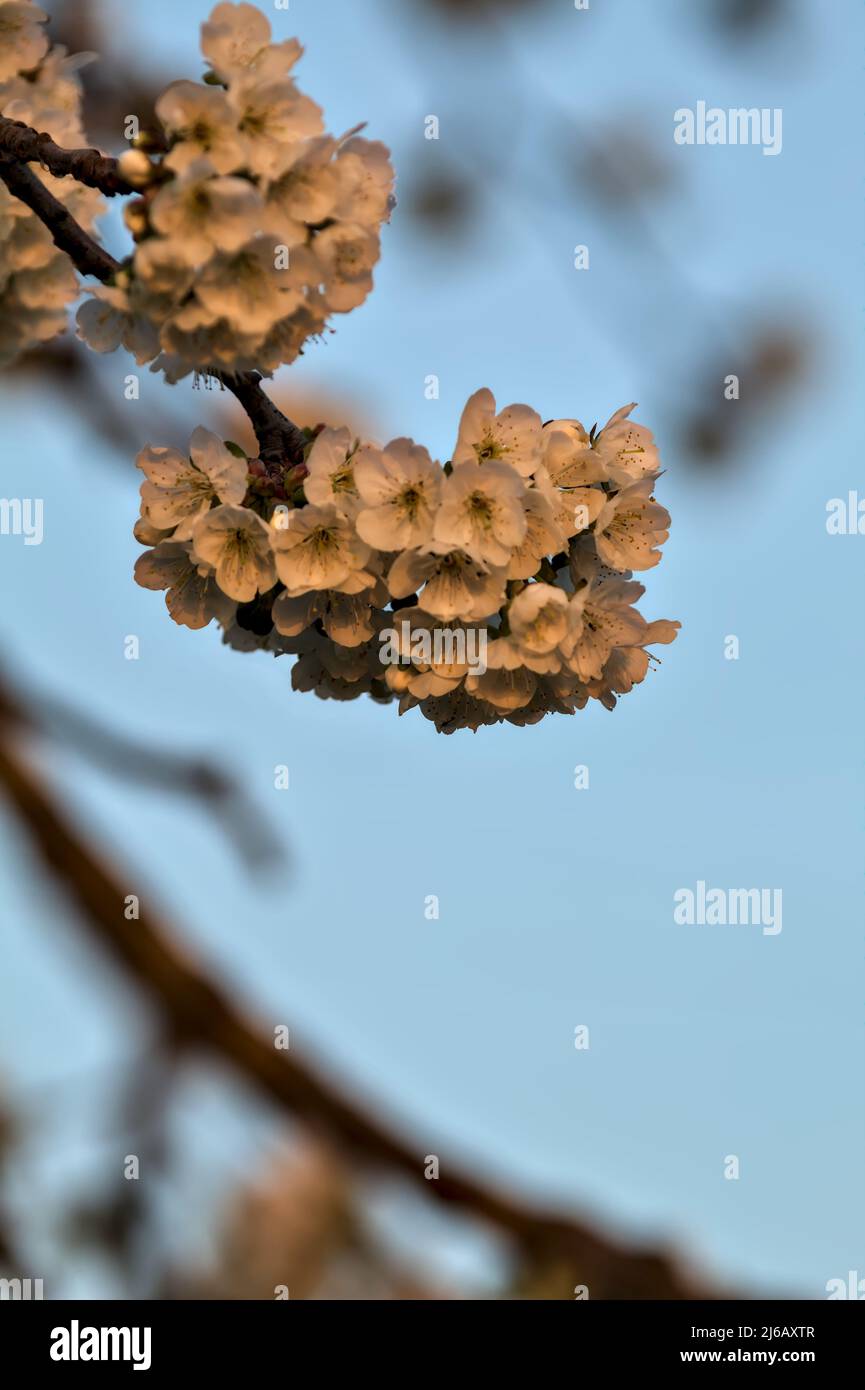 Plum tree branch in bloom at sunset seen up close Stock Photo - Alamy
