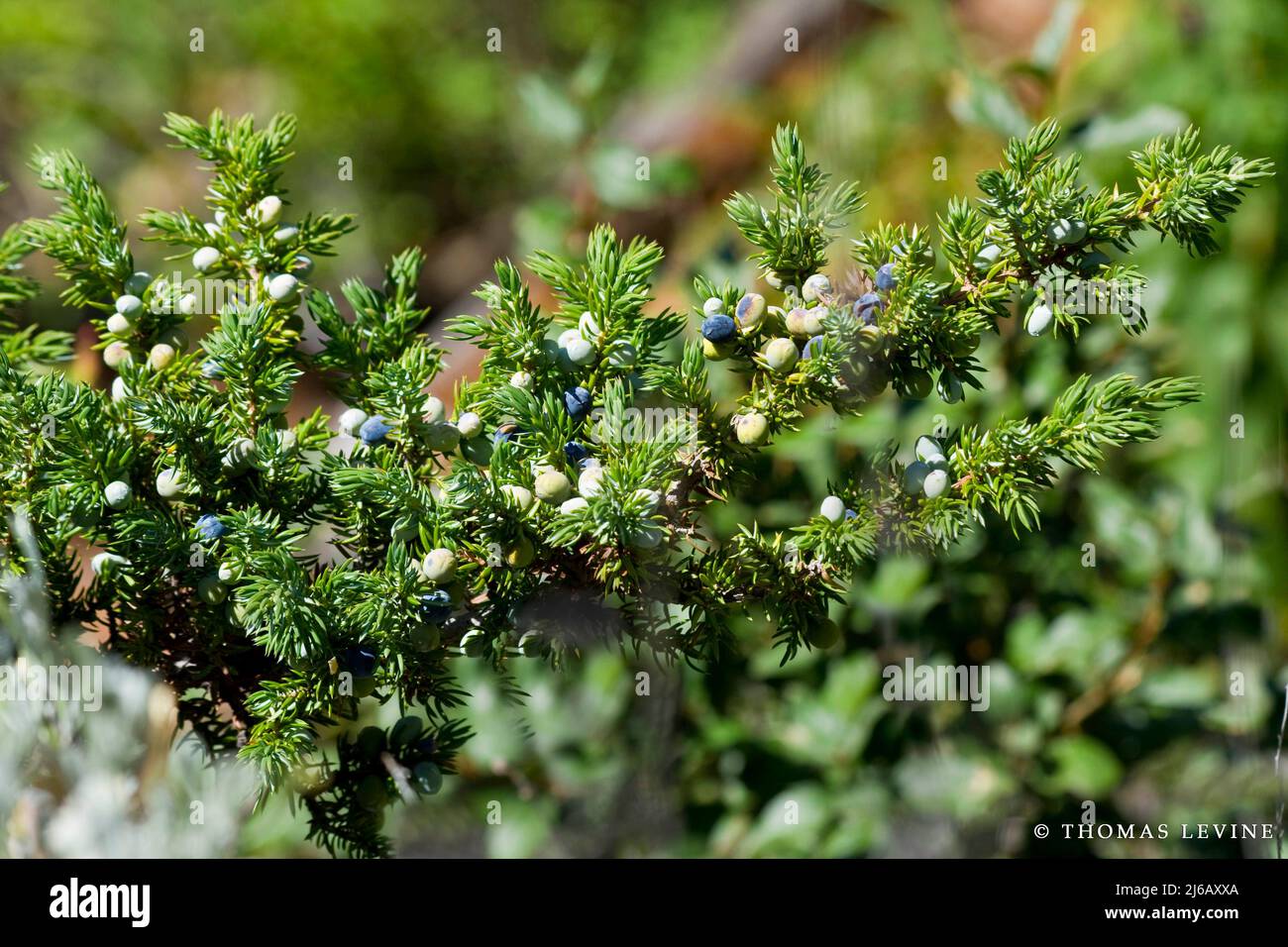 Juniper plant grows wild at Grand Teton National Park, WY Stock Photo ...