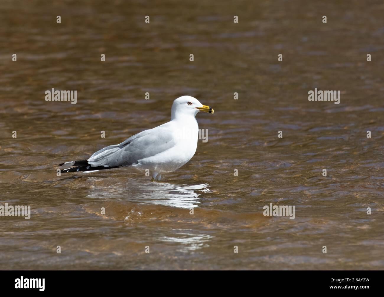 A Ring-billed seagull (Larus Delawarenis) in water Stock Photo - Alamy