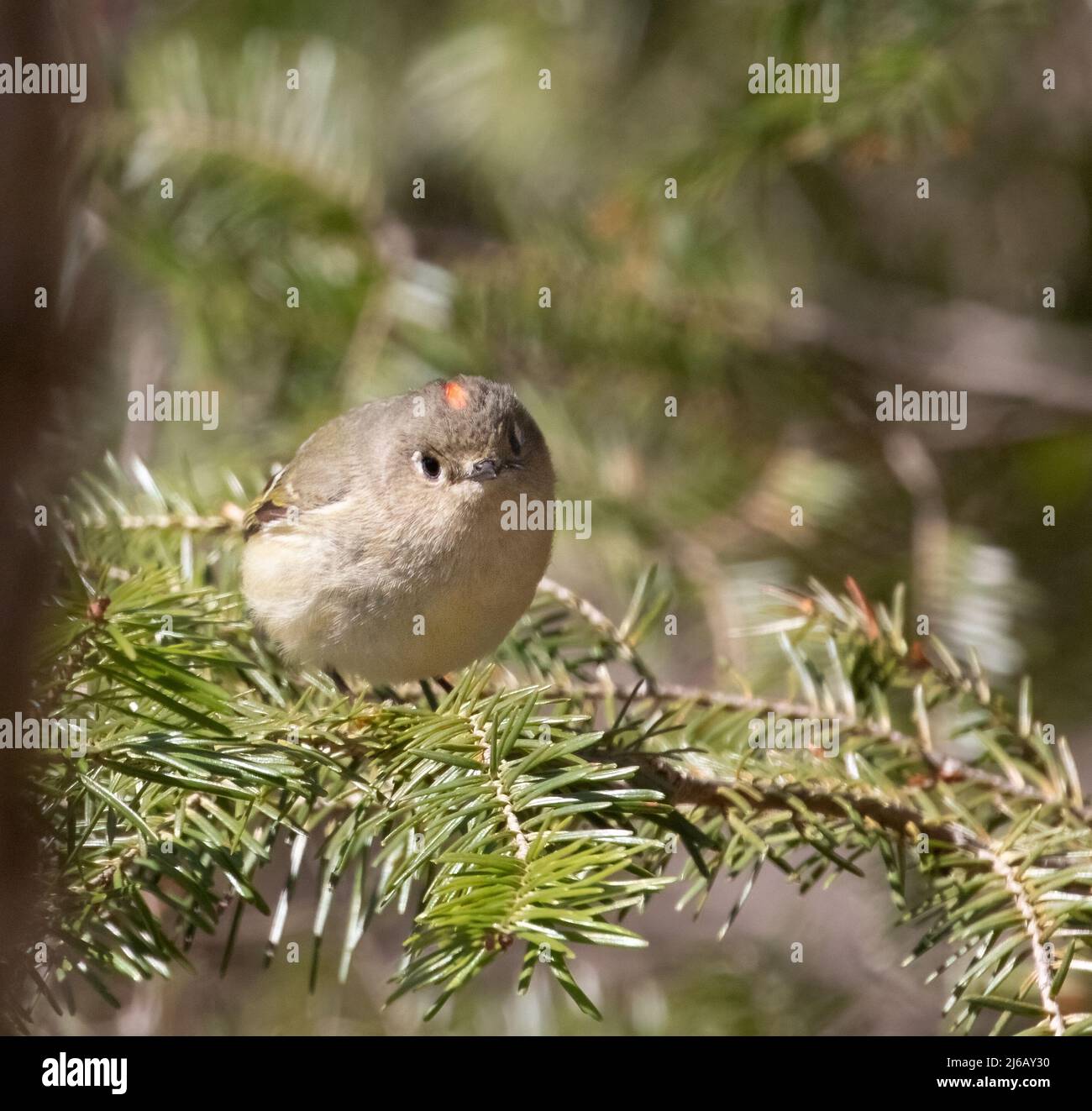 A Ruby-crowned Kinglet in a fir tree Stock Photo - Alamy