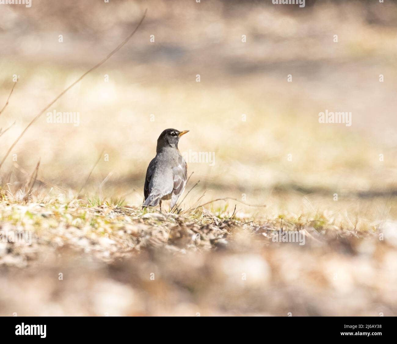 American Robin is a sign of spring in Muskoka Stock Photo - Alamy