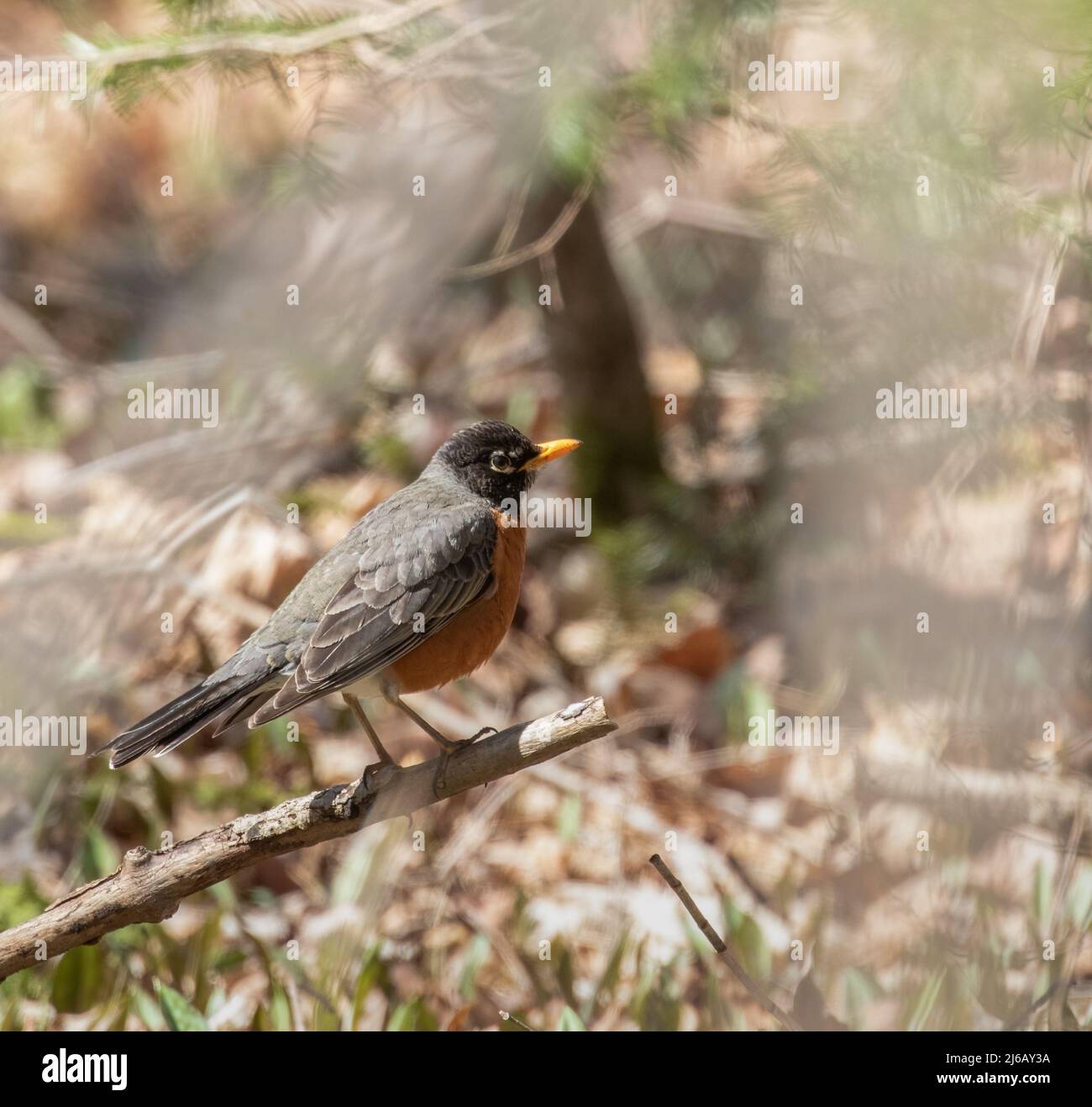 Robin in springtime hi-res stock photography and images - Alamy