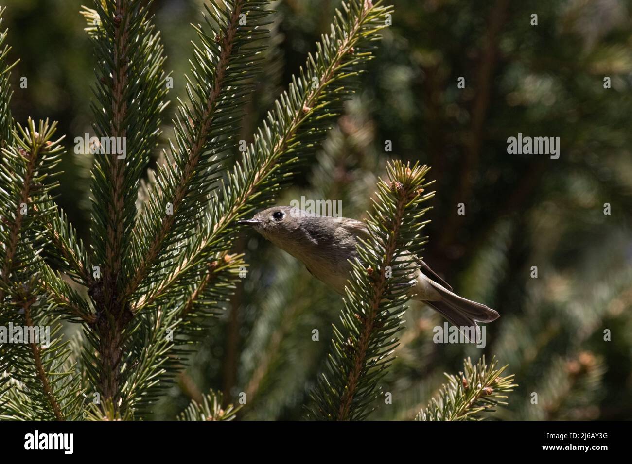 A Ruby-crowned Kinglet (Regulus calendula) in a spruce tree Stock Photo ...