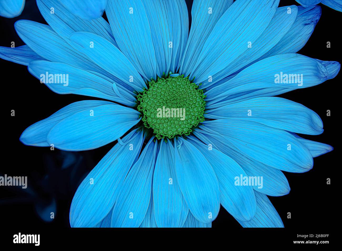 Macro photography of a light blue daisy Stock Photo - Alamy