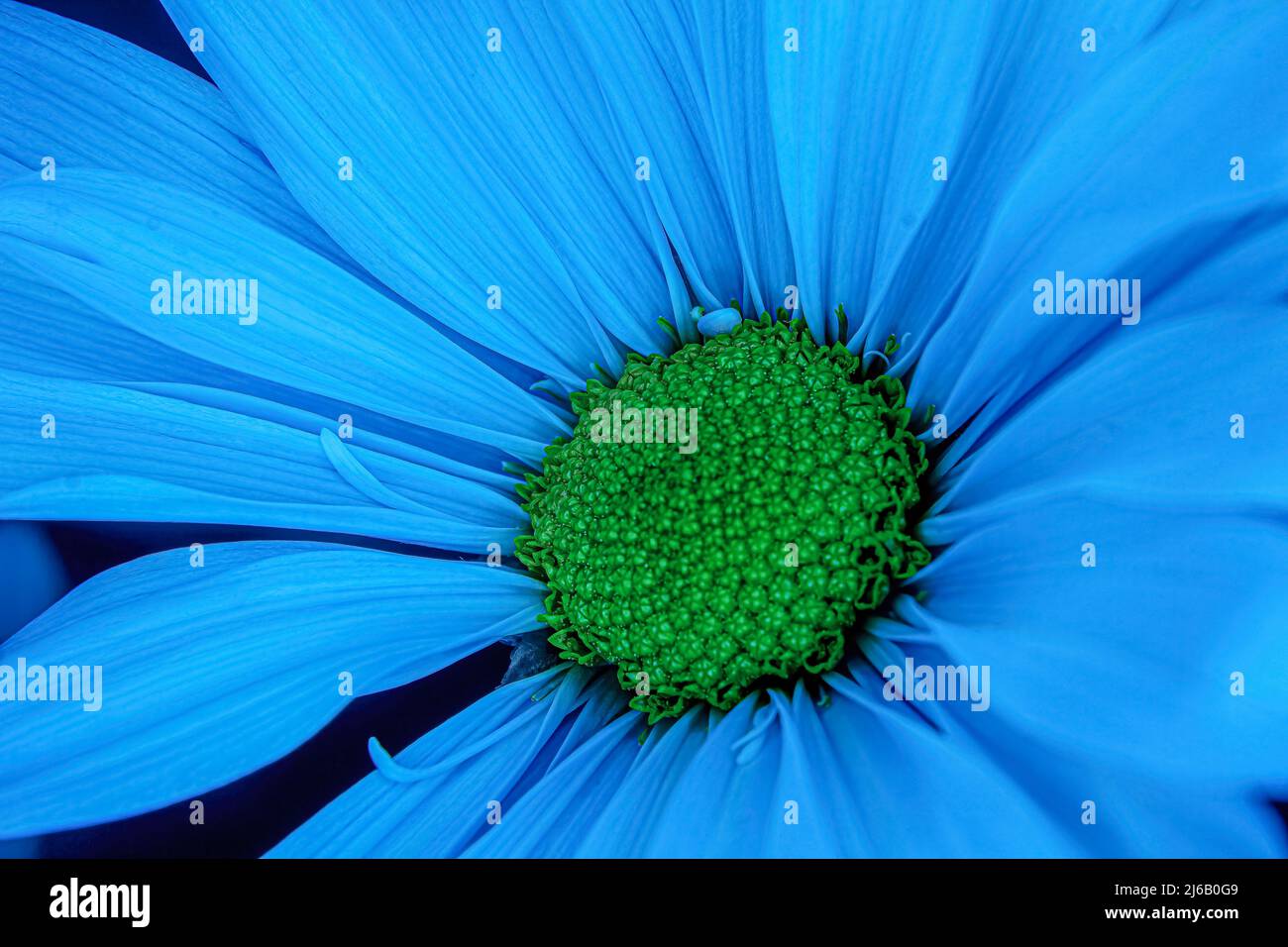 Macro photography of a light blue daisy Stock Photo - Alamy