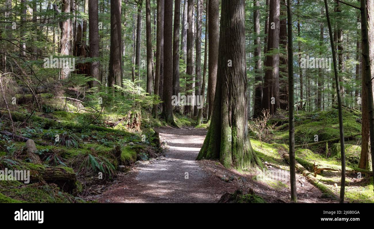 Scenic Path in the Forest with green trees Stock Photo - Alamy