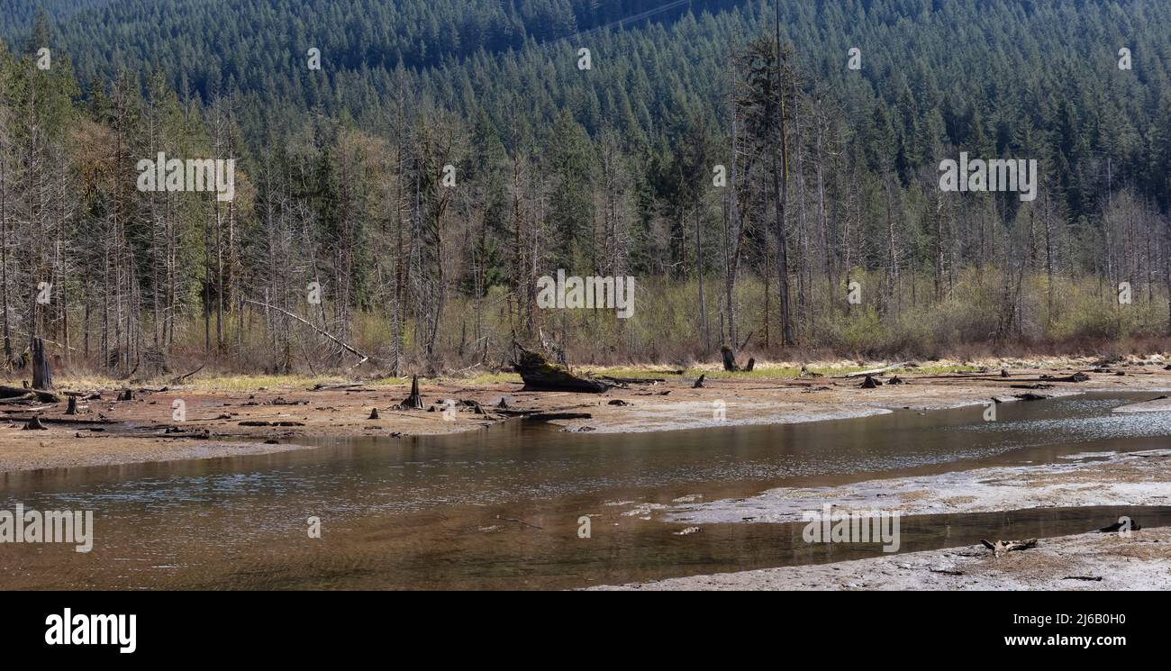Canadian nature landscape green trees hi-res stock photography and ...
