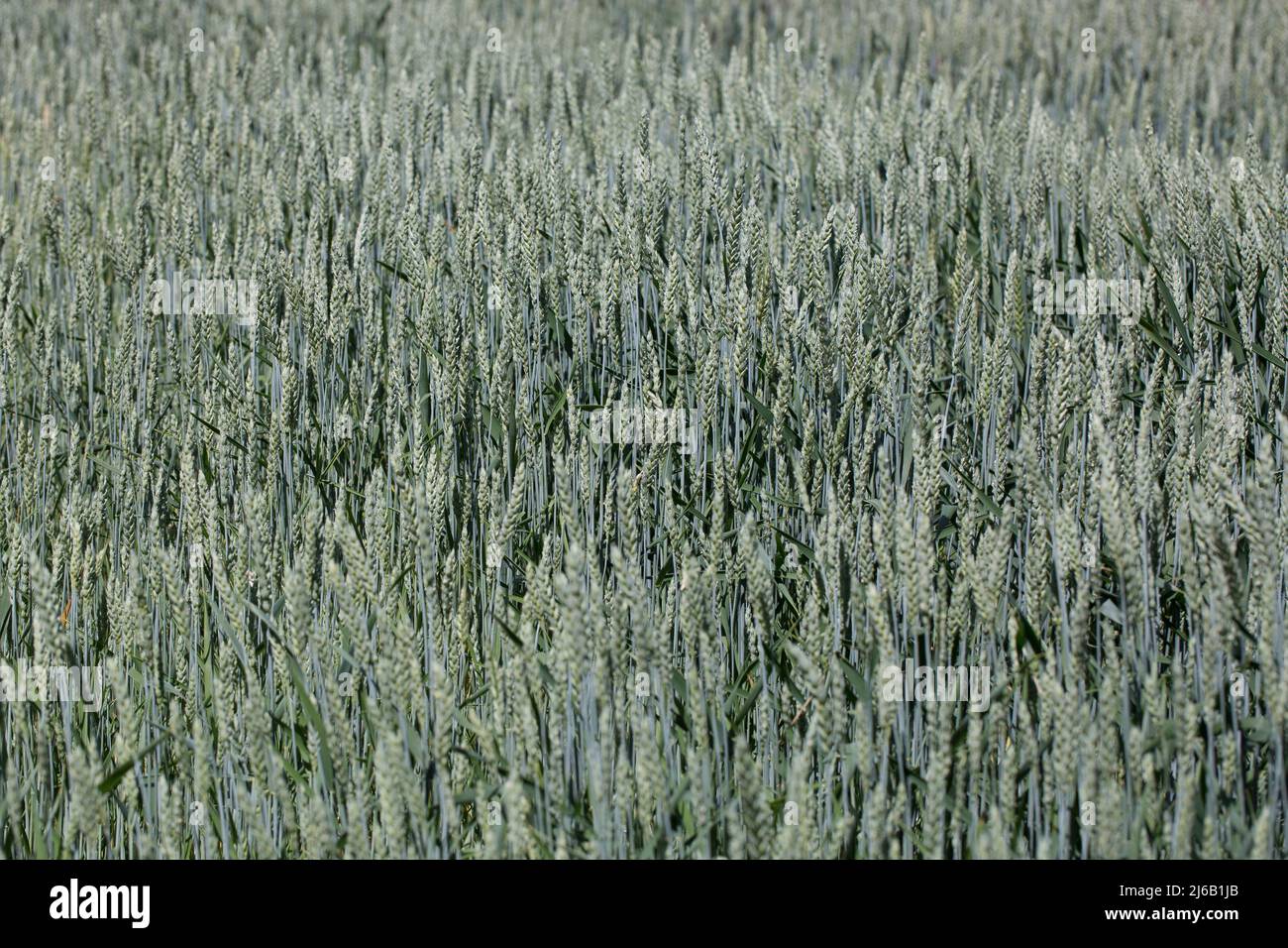 Agriculture field ripening wheat spikelets hi-res stock photography and ...