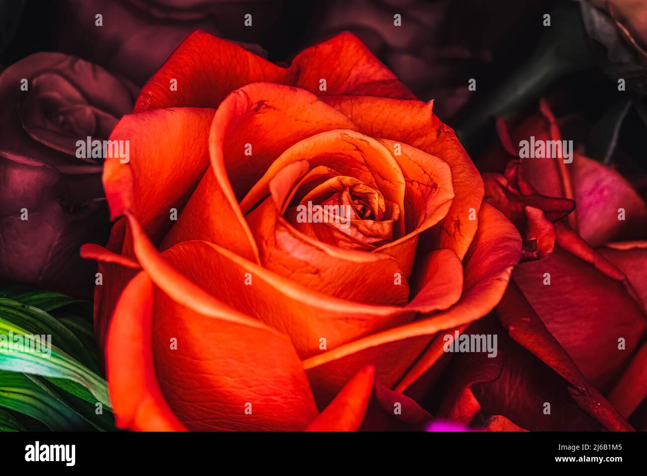 A grouping of red roses with a matte overlay Stock Photo - Alamy