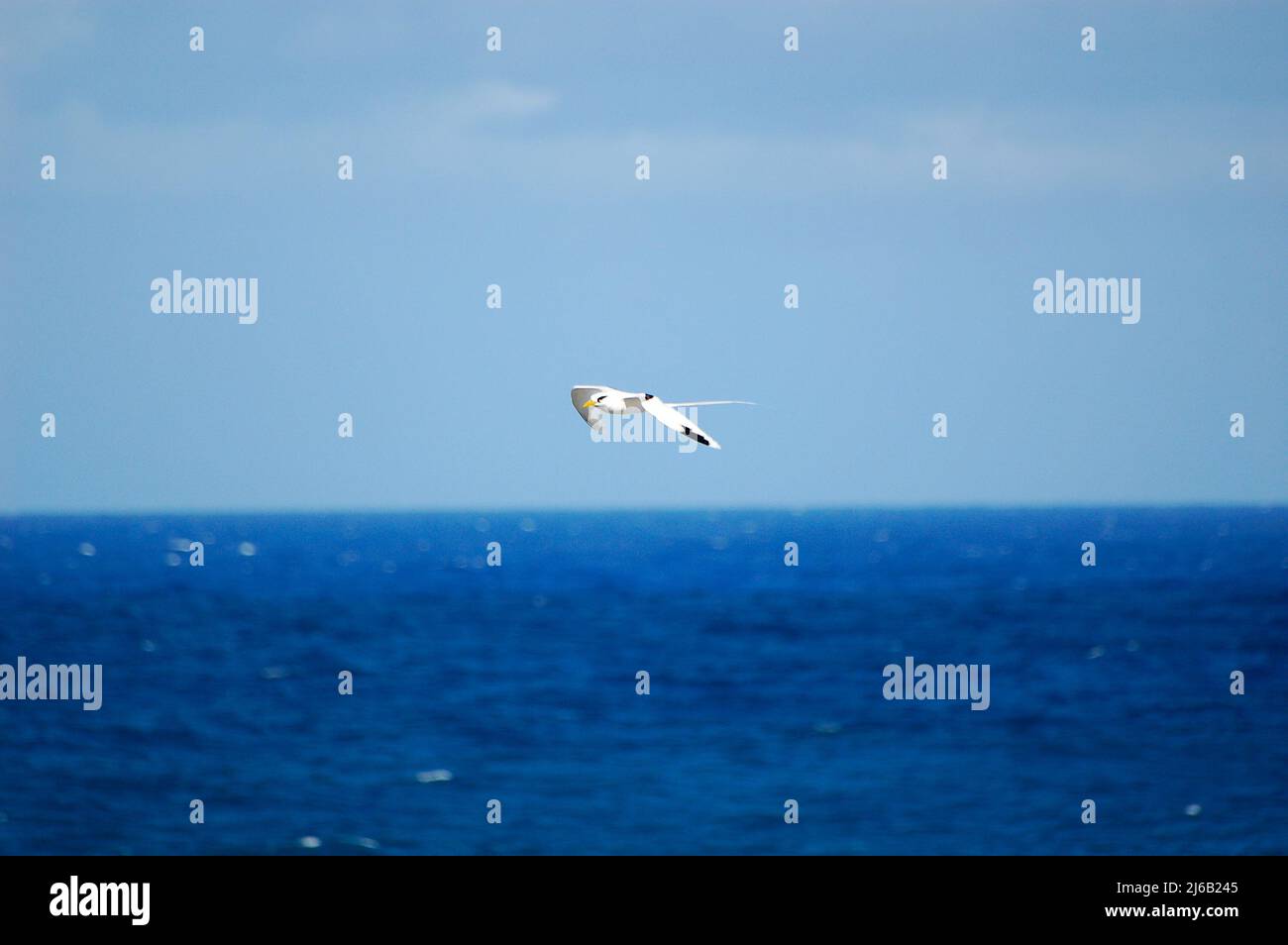 white seagull with long tail symbol of mauritius Stock Photo - Alamy