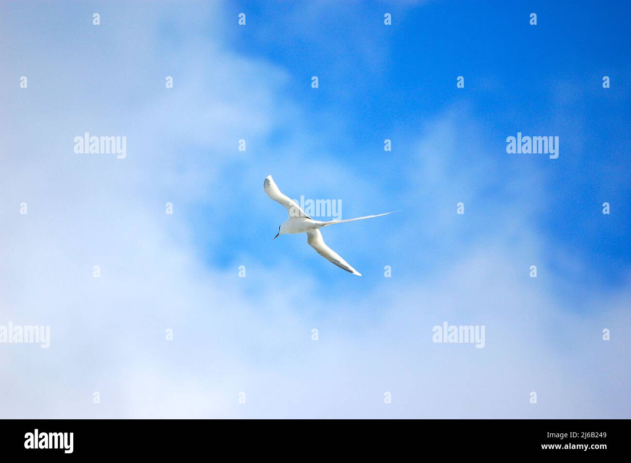 White seagull long tail hi-res stock photography and images - Alamy