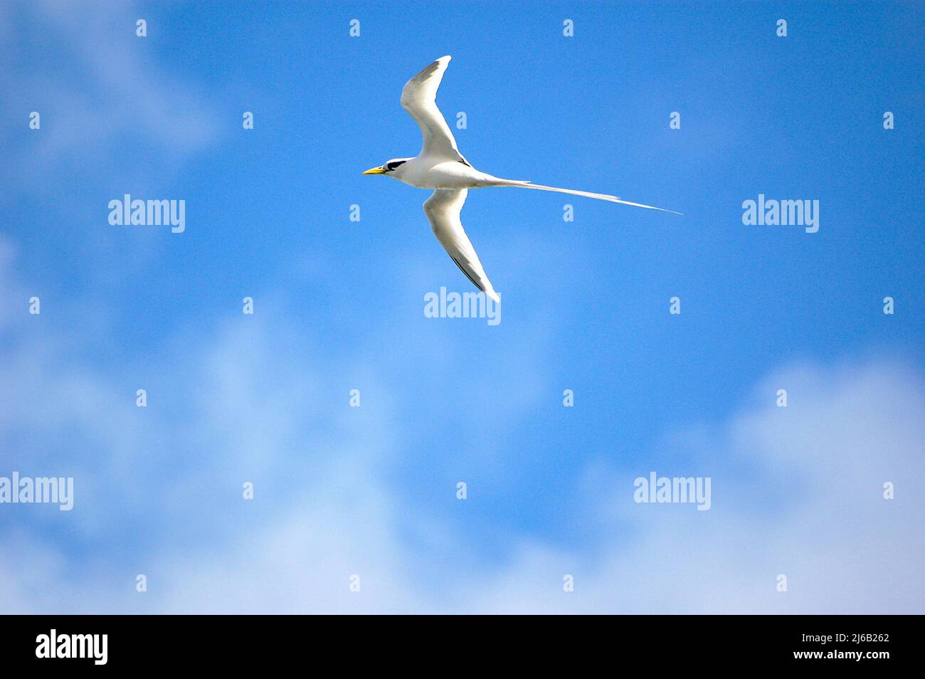white seagull with long tail symbol of mauritius Stock Photo - Alamy