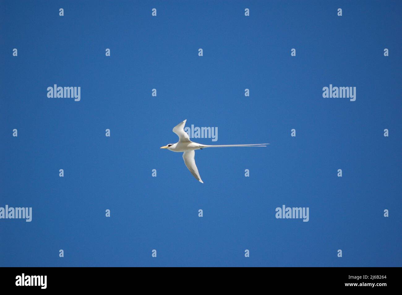white seagull with long tail symbol of mauritius Stock Photo - Alamy