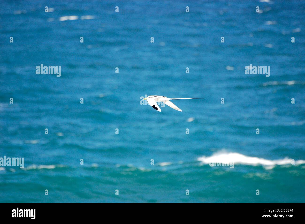 white seagull with long tail symbol of mauritius Stock Photo - Alamy