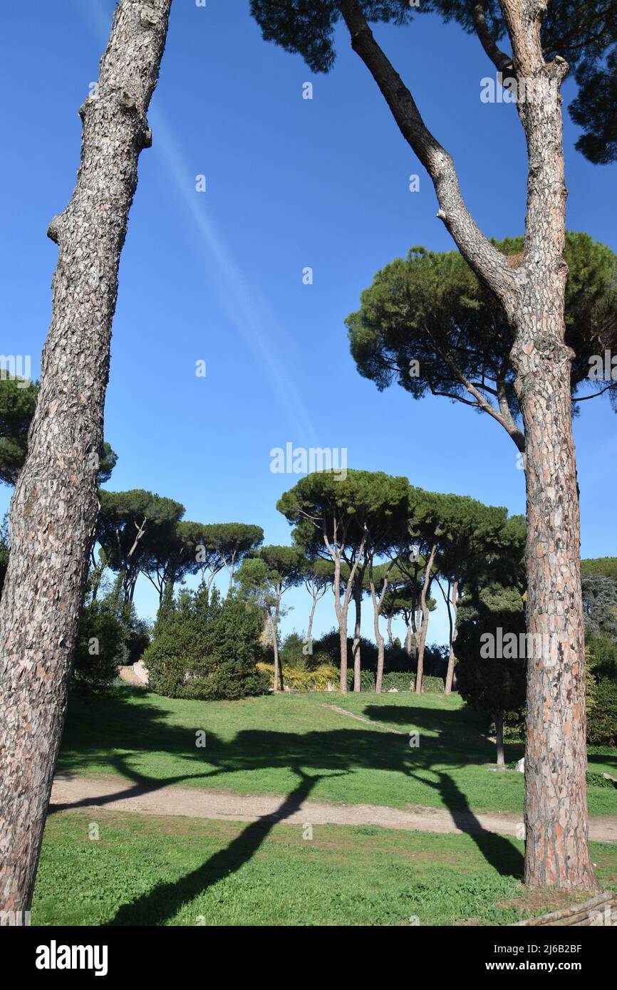 Stone Pines (pinus pinea) amongst the ruins of the ancient imperial ...