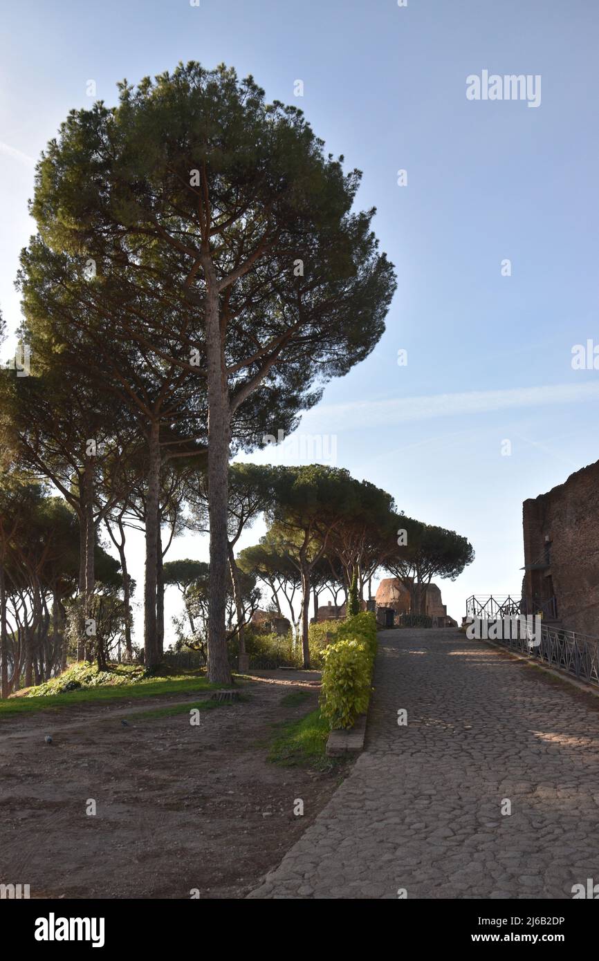 Stone Pines (pinus pinea) amongst the ruins of the ancient imperial ...
