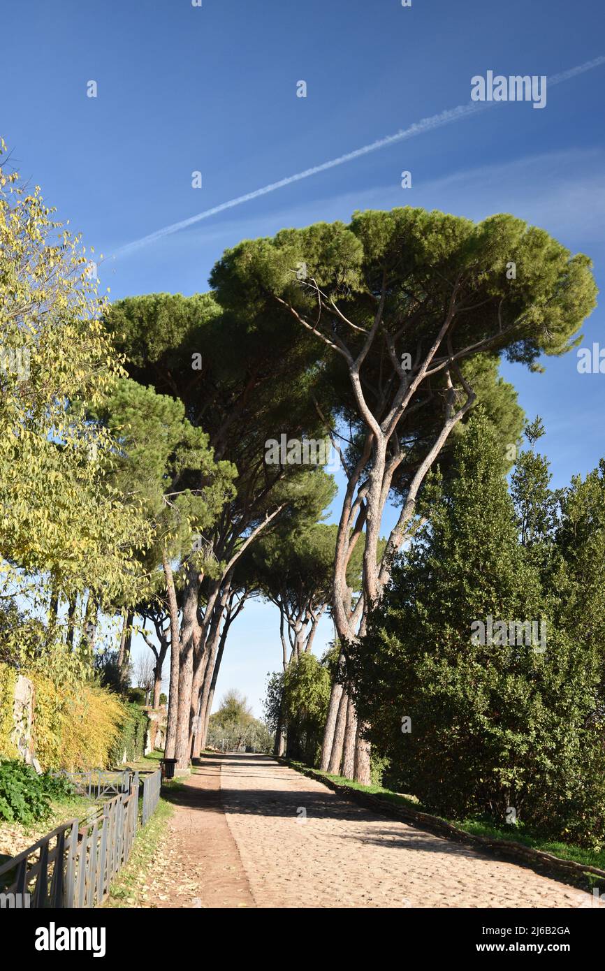 Stone Pines (pinus pinea) amongst the ruins of the ancient imperial ...