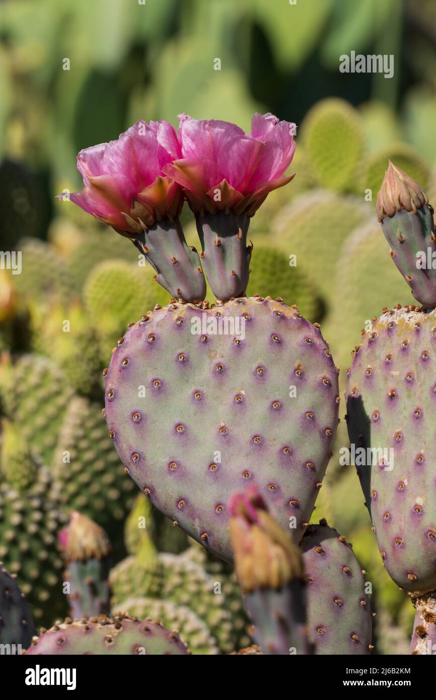 Cactus blooming on a spring day in the southwestern deserts of Phoenix ...